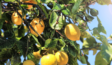 Tree Gifts NZ - Plant Gifts & Gift Boxes NZ