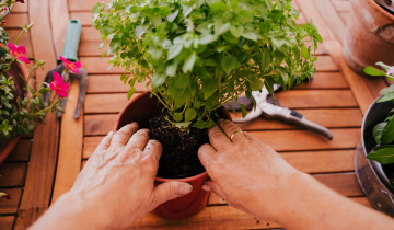 A Guide to Repotting Trees– Tree Gifts NZ