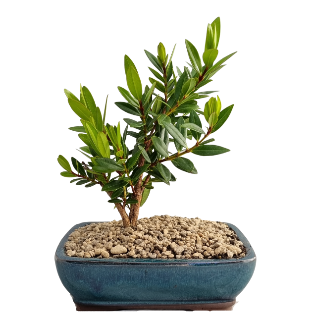 Bonsai - Native Pohutukawa - Tree Gifts Delivered in NZ– Tree Gifts NZ